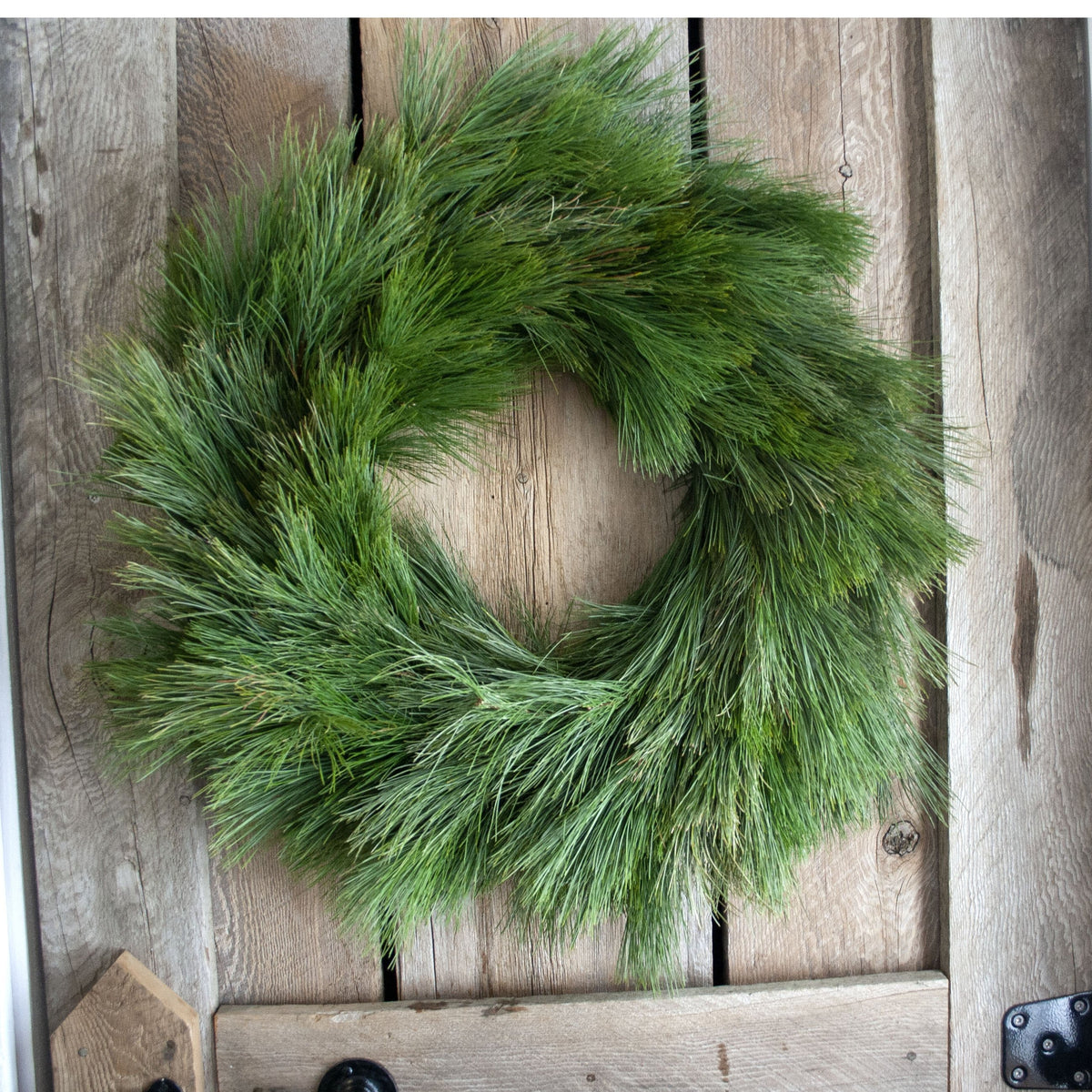 24 Inch White Pine Fresh Christmas Wreath – snowgreens